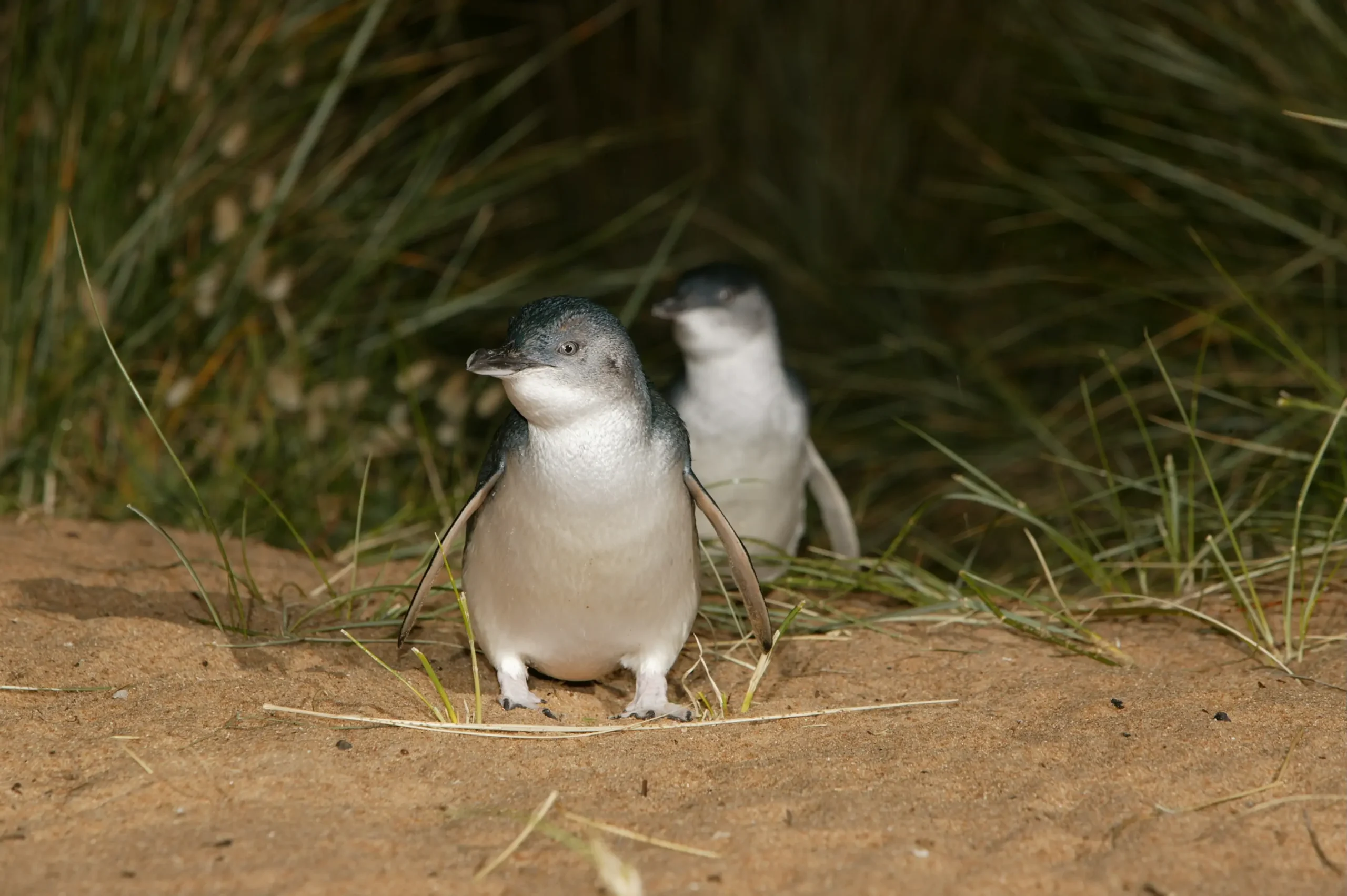 Phillip Island Day Trip